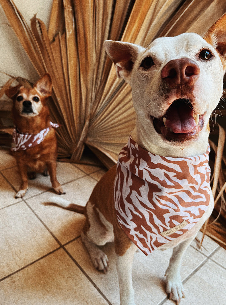 Dog bandanas for sale store